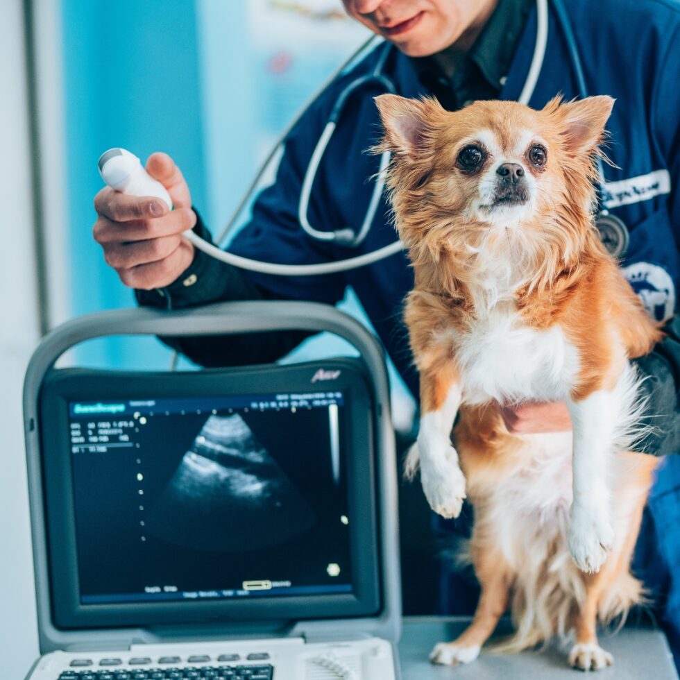 Pet Ultrasound in Wellington, FL | Happy Tails Veterinary Clinic